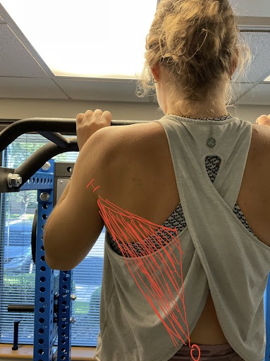 Breaking down the pull up for climbers - Physio Room
